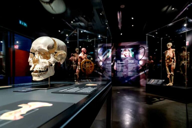 Body Worlds in Amsterdam: Prices, Opening times and Infos