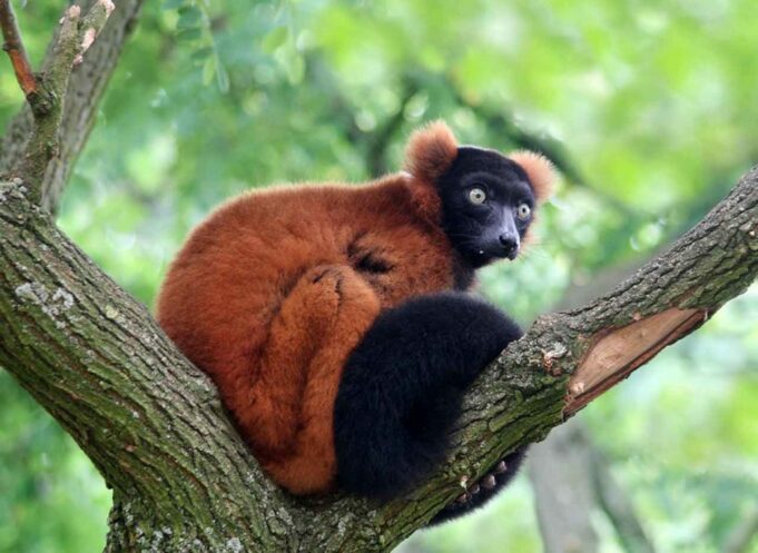 ARTIS Amsterdam Royal Zoo: Admission, opening hours & info ...